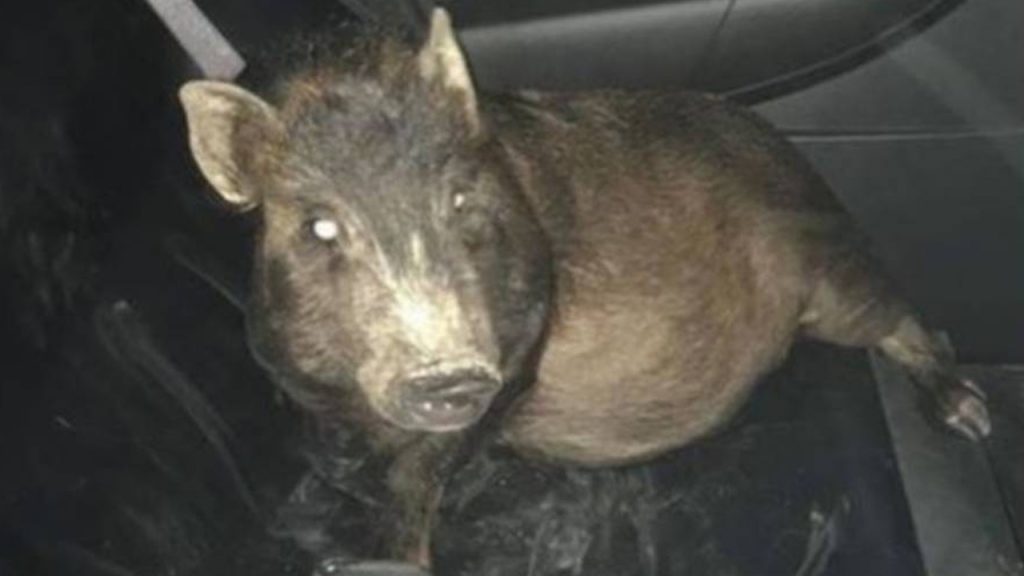 ‘Misbehaving’ Pig arrested by Police - Suryan FM