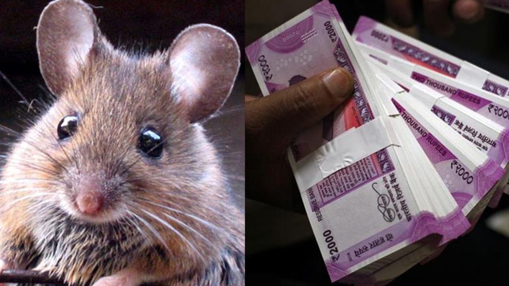 Currency notes worth Rs 12 lakh savaged by mice in Assam - Suryan FM